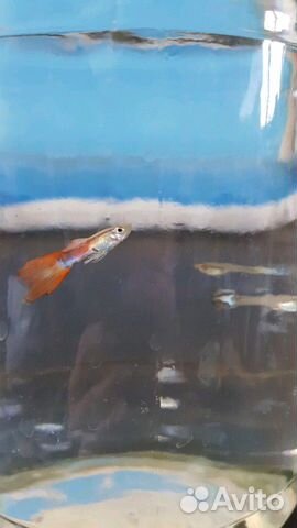 Рыба, гуппи