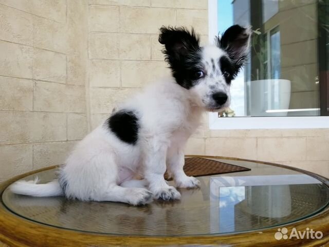 Прекрасная девочка ищет дом