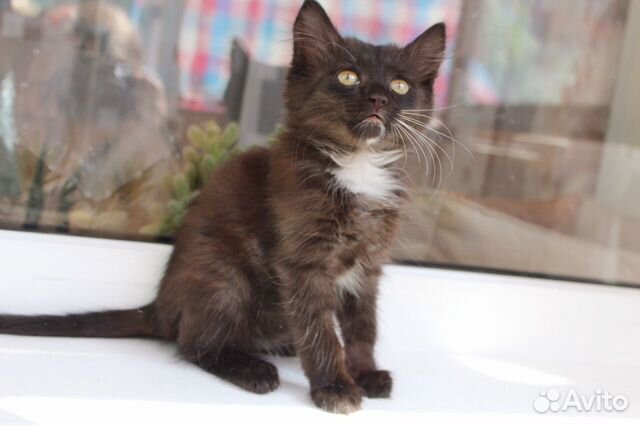 Котёнок Ева