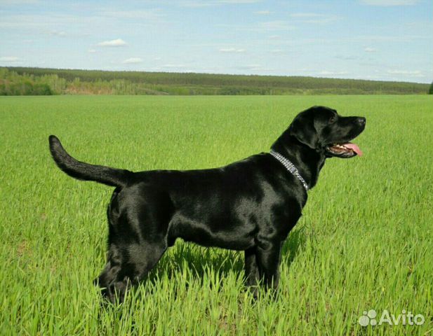 Щенки лабрадора