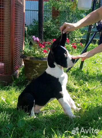 Щенок немецкого дога