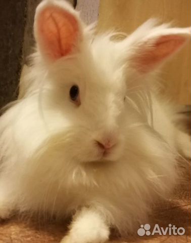 Кролик Даром