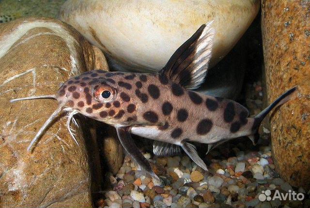 Синодонтисы 2 штуки