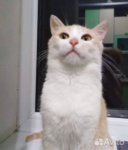 Нежная Персеюшка в добрые руки