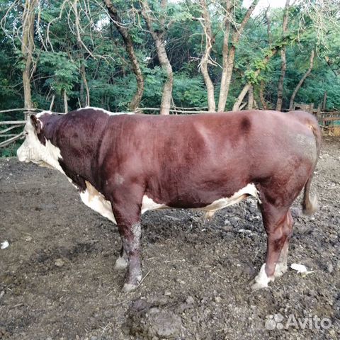 Бык герифорд