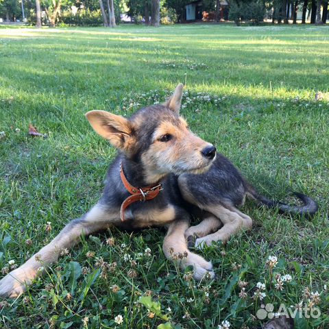 Щенок в добрые руки