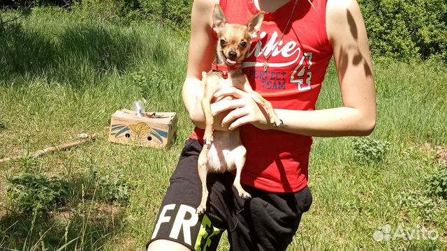 Мини-Той девочка