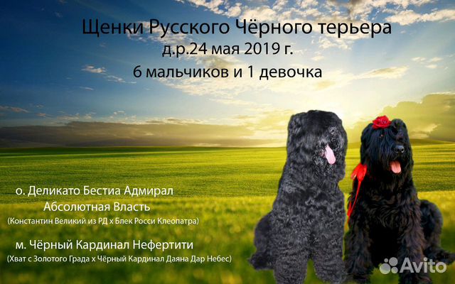 Щенки Русского черного терьера