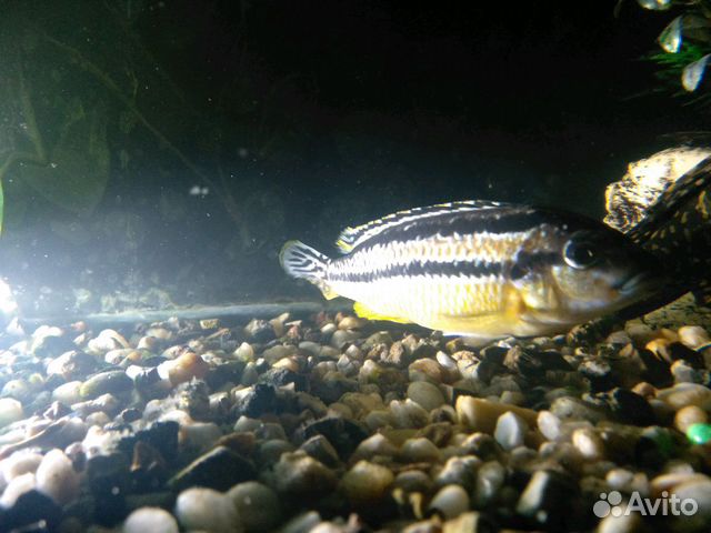 Аквариум панорамный 75 литров и пара меланохромис