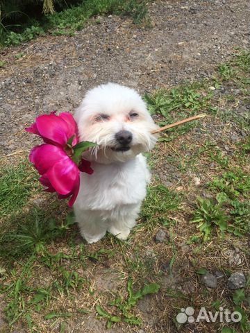 Кобель мальтезе вязка