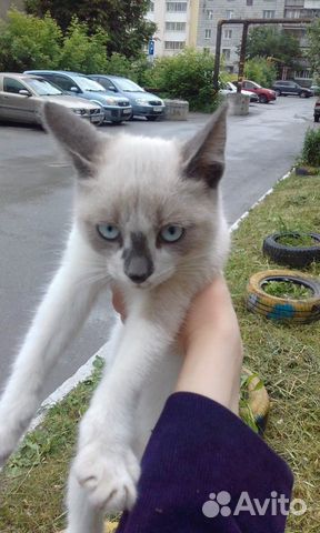 Мальчишка сиам