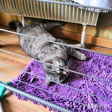 Кошечка Муня 1 год