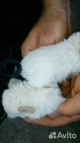 Шиншилла белая