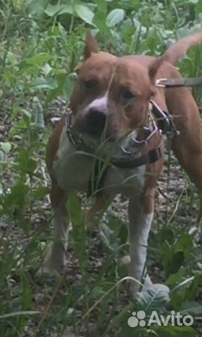 Продам стаффа, кобель