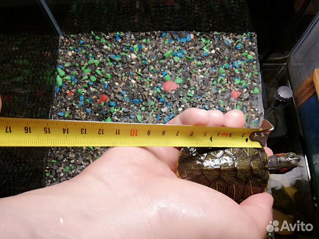 Красноухихе черепахи