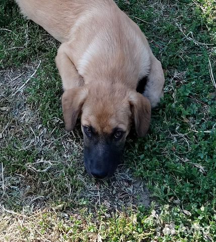 Щенок мальчик 3 мес. Будет не крупный