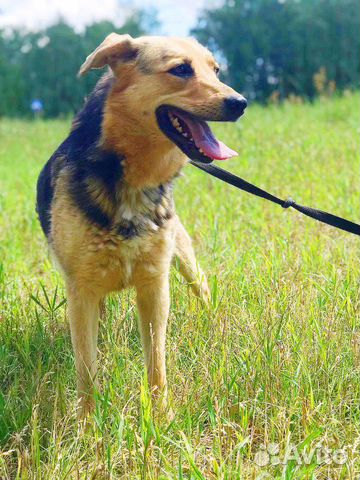Отдам добрую собаку Шелли в добрые руки