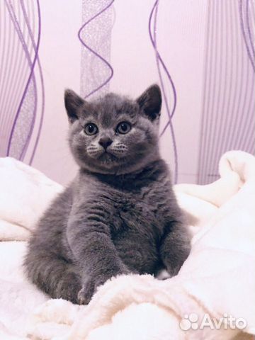 Котёнок