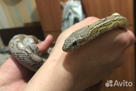Маисовый полоз