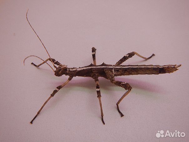 Палочник неожиданный