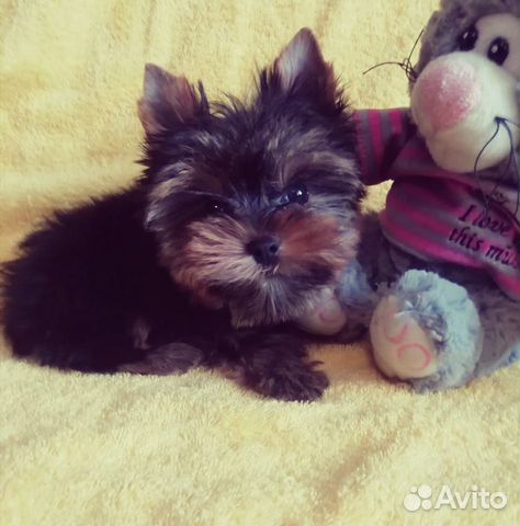 Щенки йорков