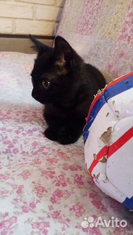 Васенька ищет дом