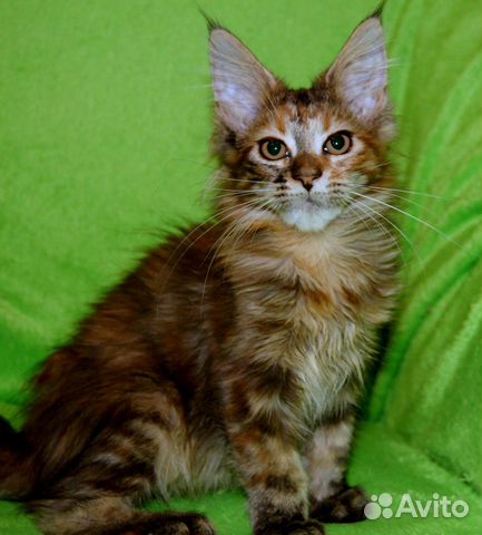 Кошечка Юми