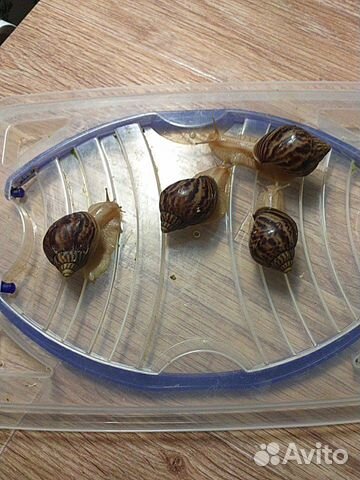 Улитки ахатинки