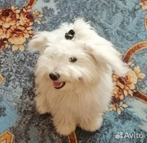Мальтезе (Мальтийская Болонка)