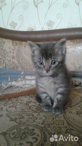 Чудесный голубой мальчик 1.5 мес в дар