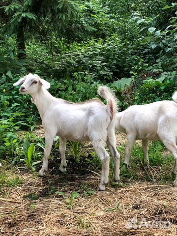 Коза нубийская