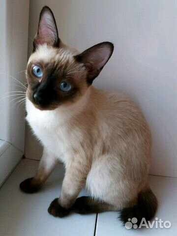 Меконгский бобтейл