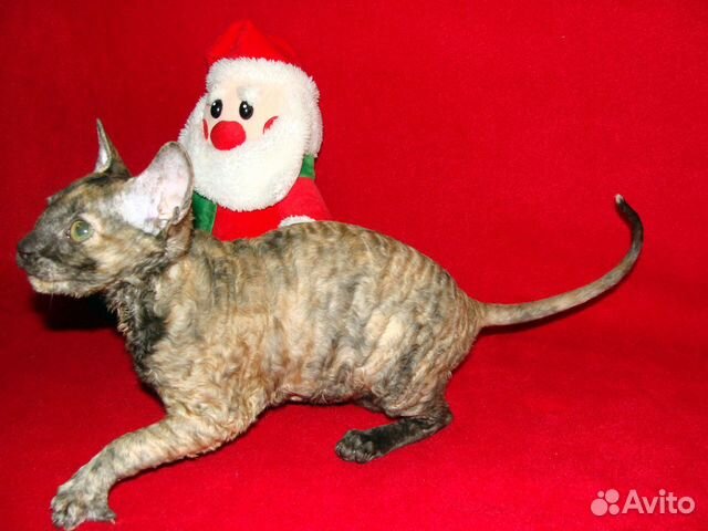 Котенок для аллергиков