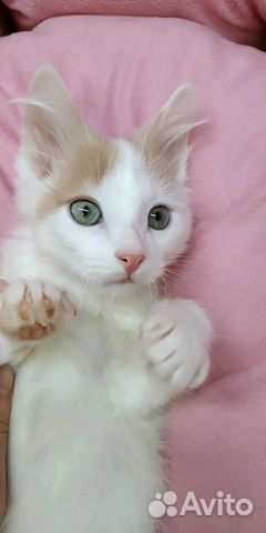 Персик (Белое Облачко) котенок мальчик 3 месяца
