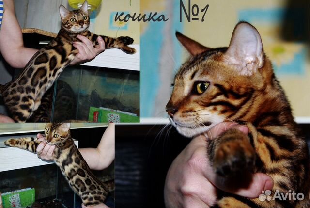 Котята и взрослая кошка из питомника