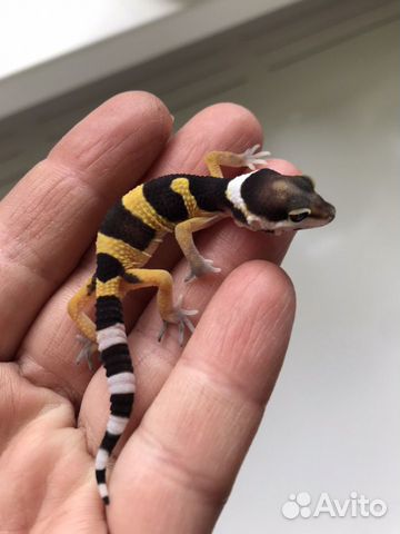 Эублефарчик