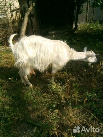 Коза с двумя козлятами