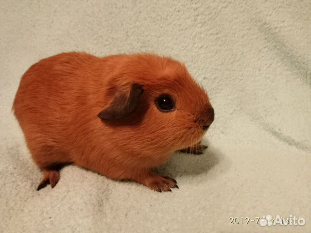 Калифорния мальчики