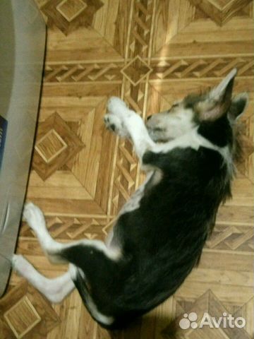 Хозяин(ка), я жду тебя