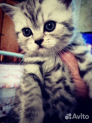 Милые котятки