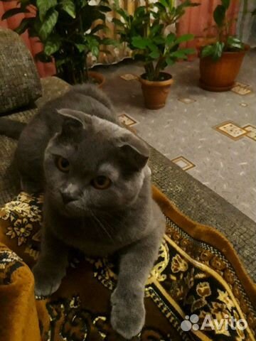 Британская вислоухая кошкп