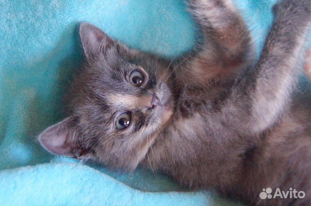 Пуговка ищет дом