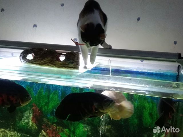 Огромный аквариум продам
