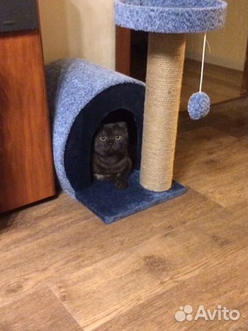Котик молодой породы британец