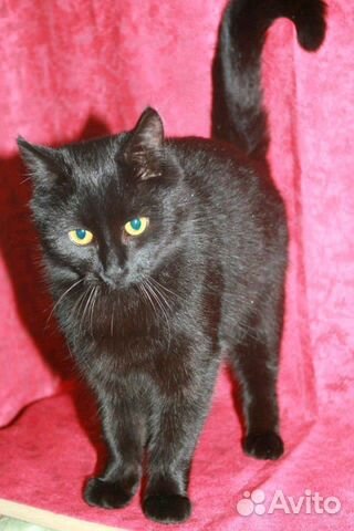 В дар Эльза