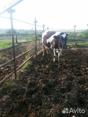 Коровы телята