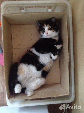 Лучшие друзья ищут новый дом