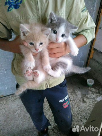 Котята