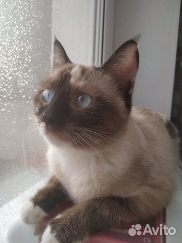 Кошка молодая тайская бесплатно