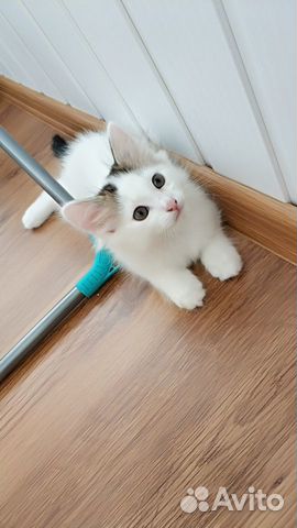 Котенок ищет добрую семью и верных хозяев
